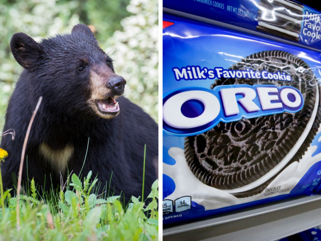 Bear Steals Oreos From Monrovia Home: Video | Monrovia, CA Patch
