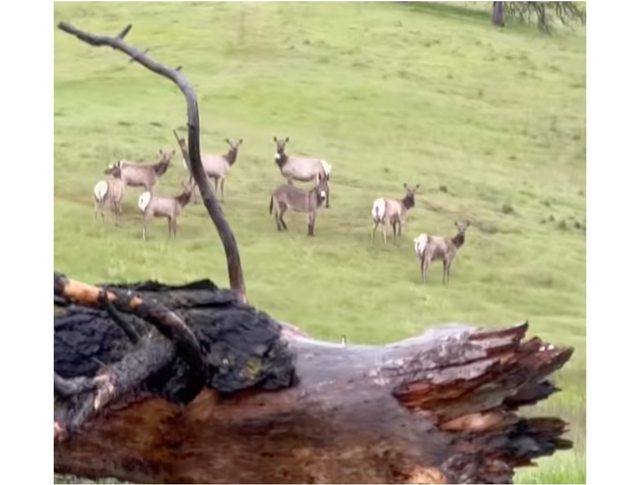 Pet Donkey Missing 5 Years Found Living Among Herd Of Wild Elk | Across ...