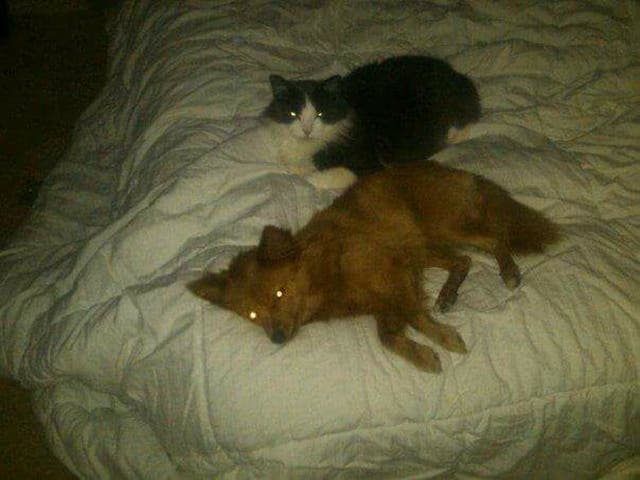 Shane The Cat Is Still Missing In Bayville | Berkeley, NJ Patch