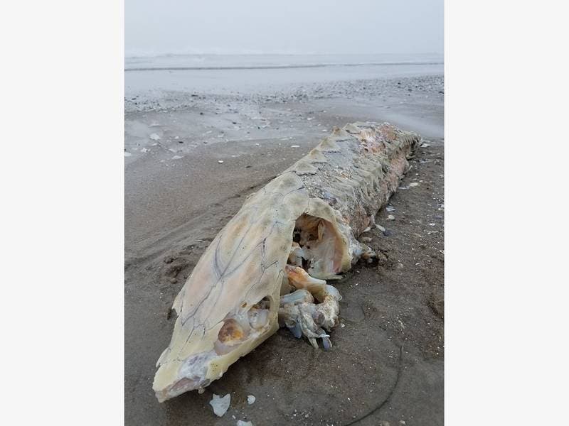 Dead Atlantic Sturgeon Washes Up On Harvey Cedars Beach | Barnegat, NJ ...