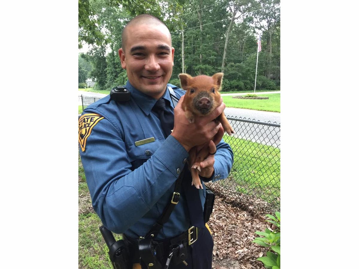Little Pig Finds Way Into N.J. State Trooper's Heart | Ocean City, NJ Patch