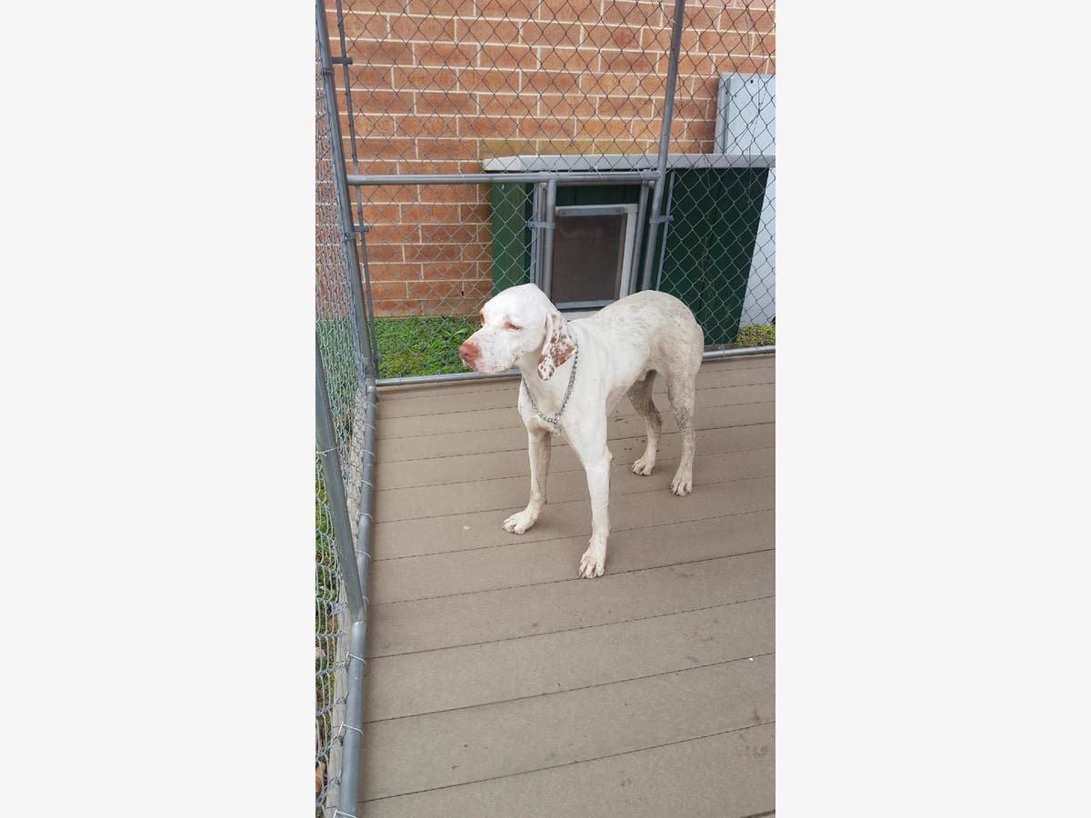 Lost Dogs Reunited With Owners In Princeton Area | Princeton, NJ Patch