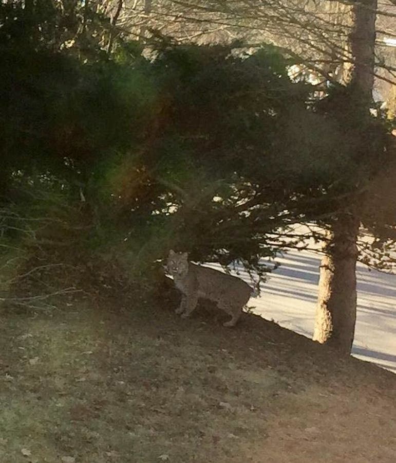 Here, Kitty Kitty! Bobcat Spotted In Southbridge Neighborhood ...