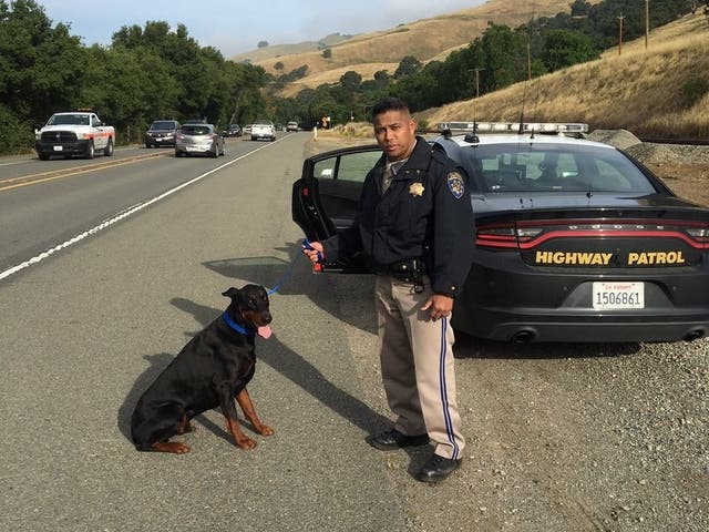 Too Many Kisses: Dublin CHP Makes Sweet Doggie Rescue | Dublin, CA Patch