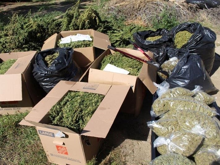 6,000 Marijuana Plants, 2 Tons Of Processed Cannabis Found In RivCo ...