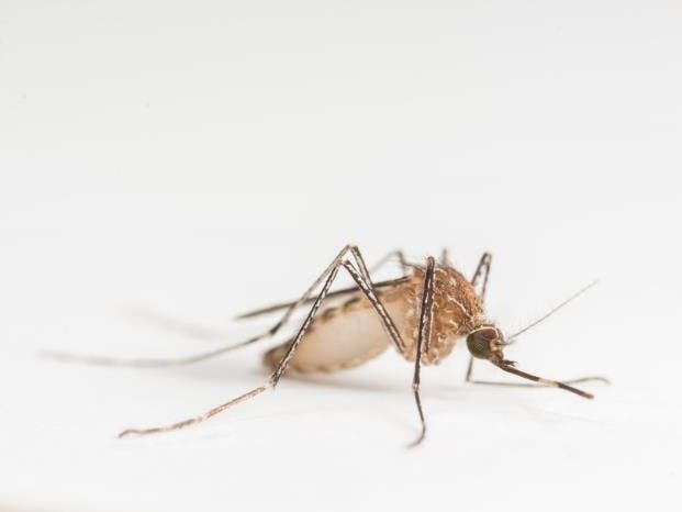 St. Louis Encephalitis Virus Detected In Coachella Valley | Palm Desert ...